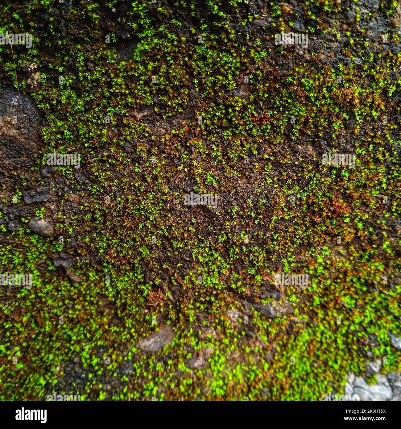 A top view of a soil ground with green grasses in the garden Stock ...