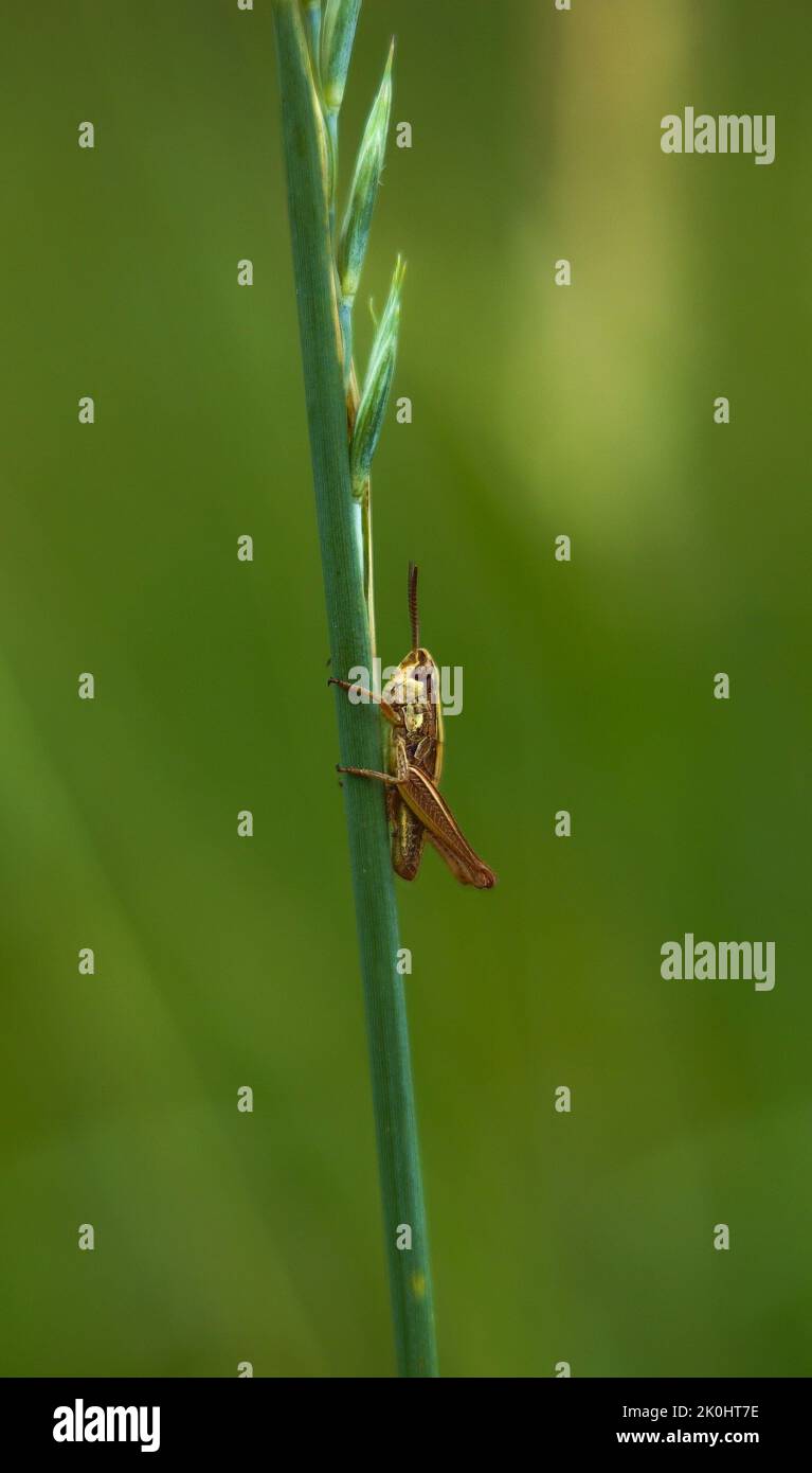 A Shallow focus of a Grasshopper on a grass with a blurred green ...