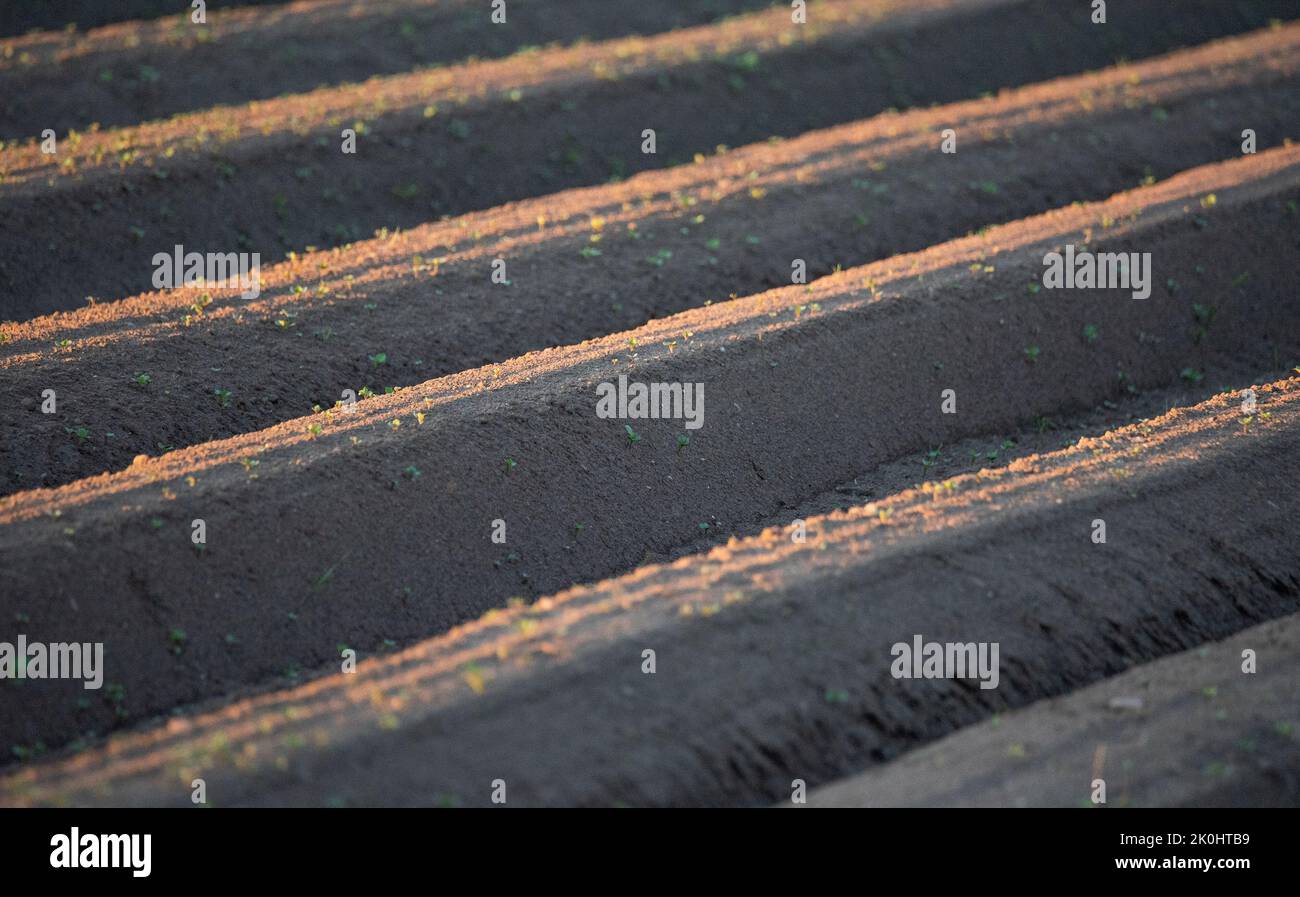 Growing potatoes. Field with ridges with potato planting. The soil in ...