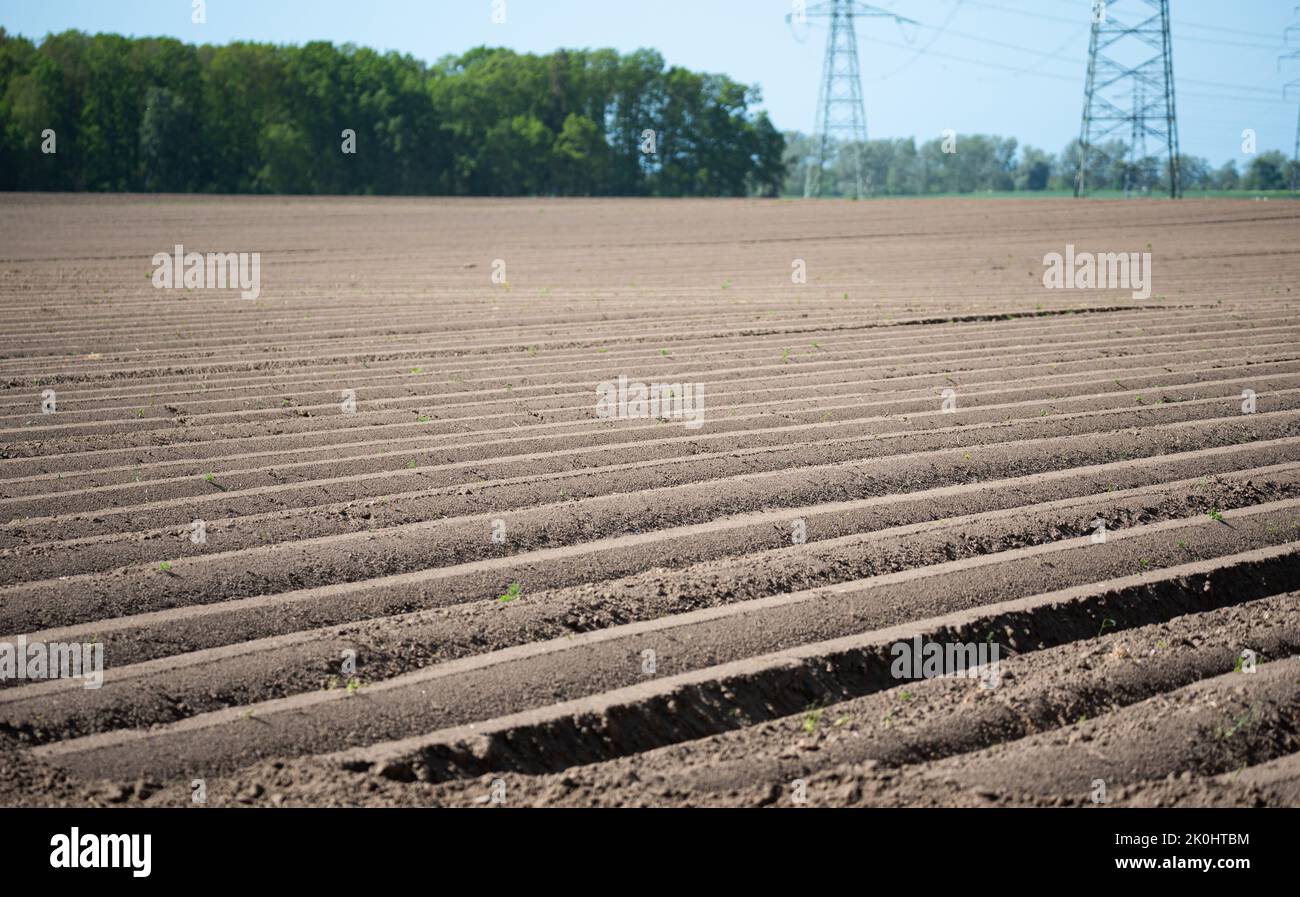 Growing potatoes. Field with ridges with potato planting. The soil in ...