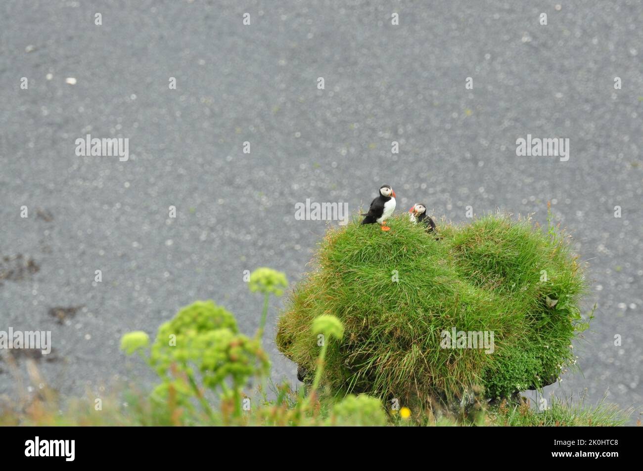 A display of two puffins on a green lawn near the shore Stock Photo - Alamy