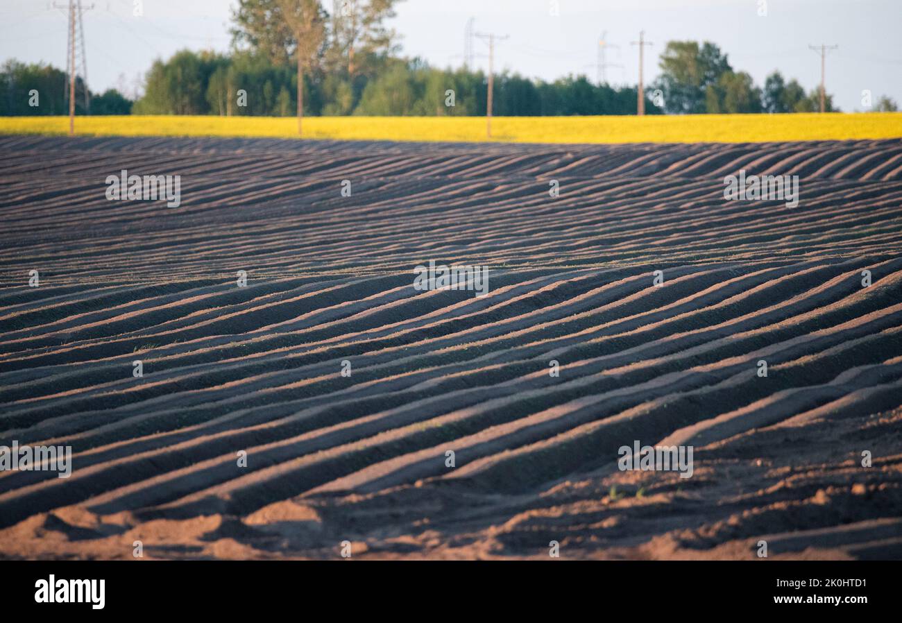 Growing potatoes. Field with ridges with potato planting. The soil in ...