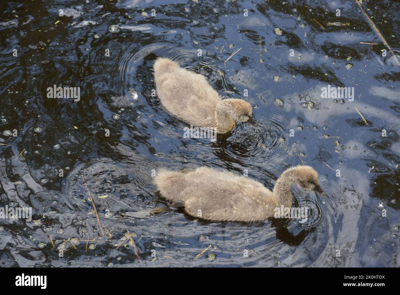 Two adorable geese floating on a body of water in the sunlight Stock ...