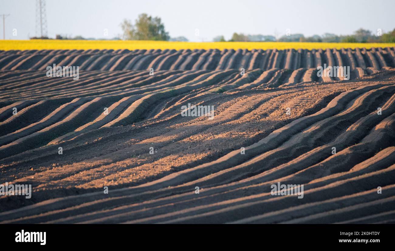 Growing potatoes. Field with ridges with potato planting. The soil in ...