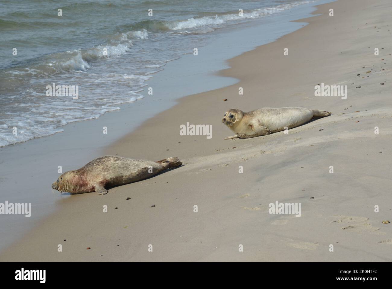 Two cute seals at the sandy shore Stock Photo - Alamy