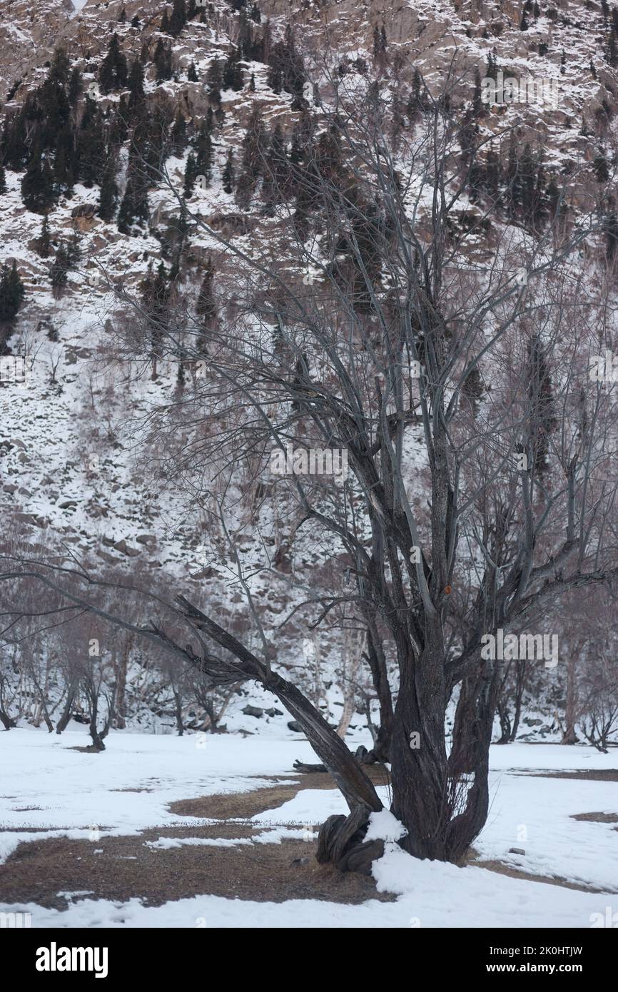 Swat valley tree hi-res stock photography and images - Alamy