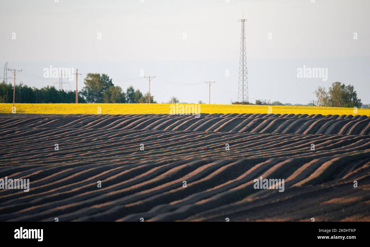 Growing potatoes. Field with ridges with potato planting. The soil in ...