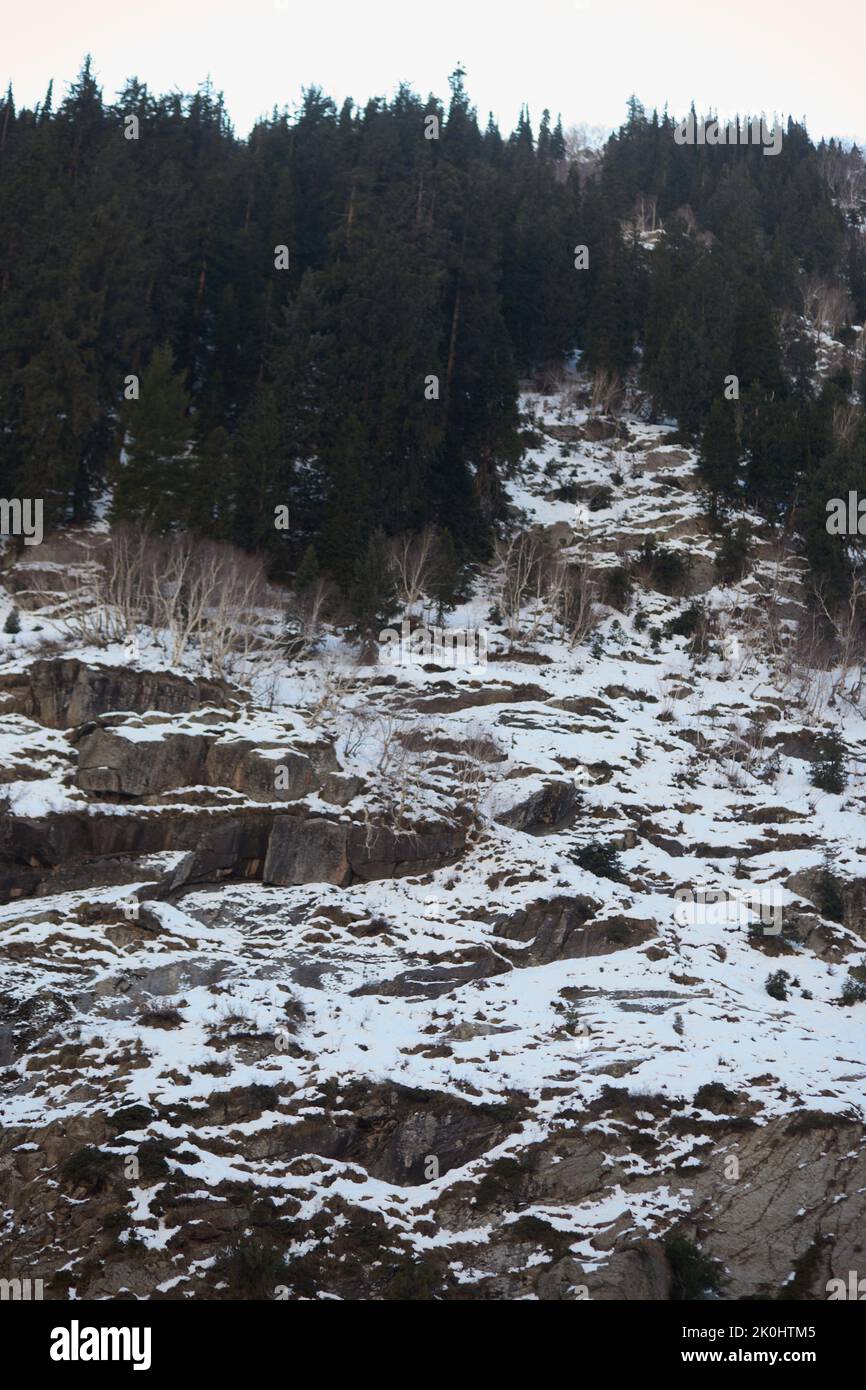 Swat valley tree hi-res stock photography and images - Alamy