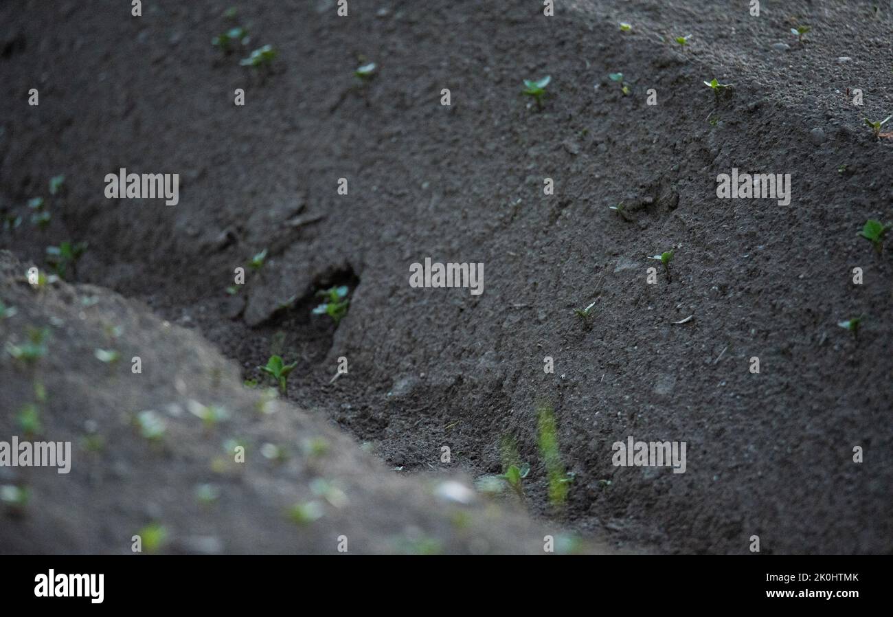 Growing potatoes. Field with ridges with potato planting. The soil in ...