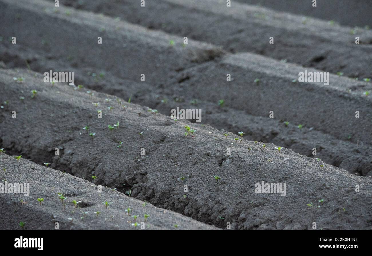 Growing potatoes. Field with ridges with potato planting. The soil in ...