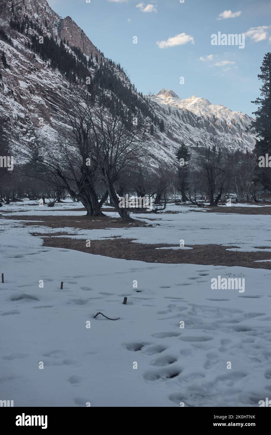 Swat valley tree hi-res stock photography and images - Alamy