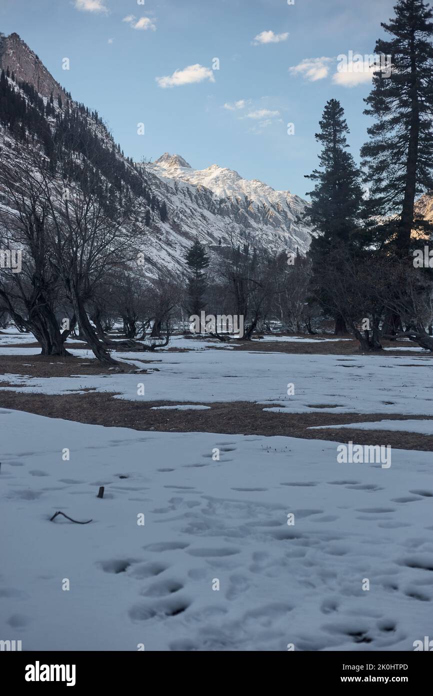 Swat valley tree hi-res stock photography and images - Alamy