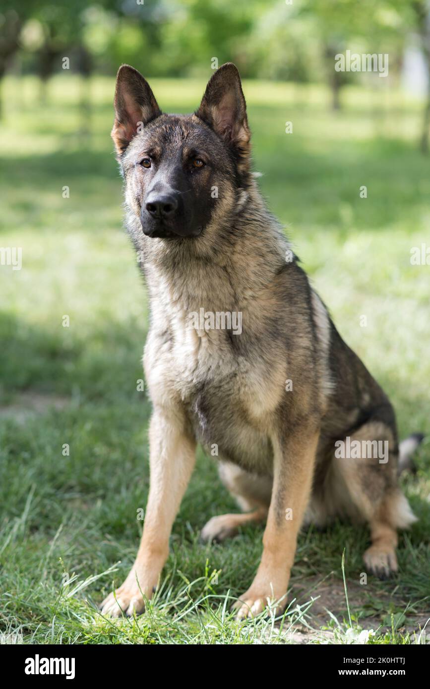An adorable German Shepherd in a green park under the bright sunlight ...