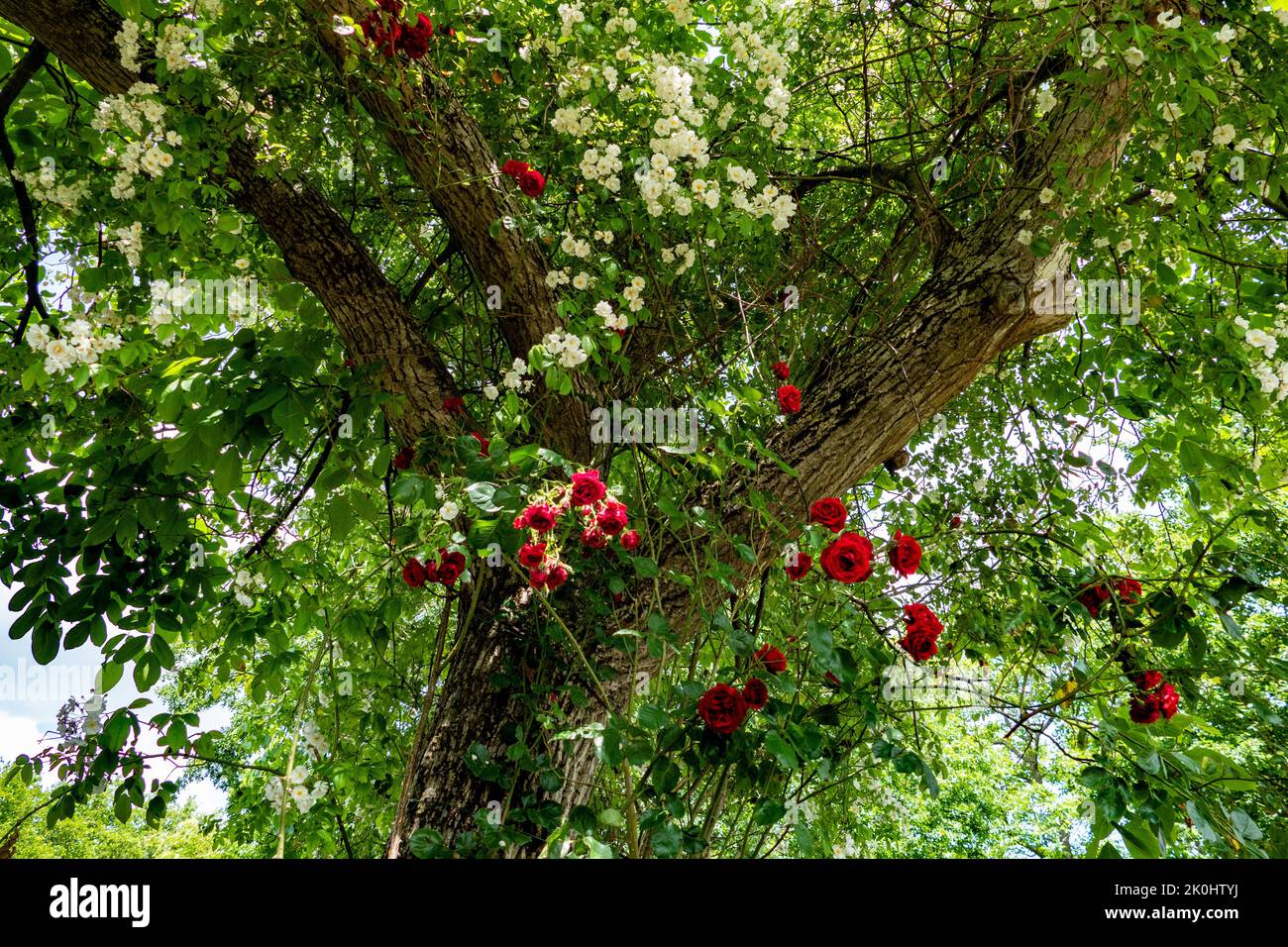 Climbing rose blossom red buds hi-res stock photography and images - Alamy
