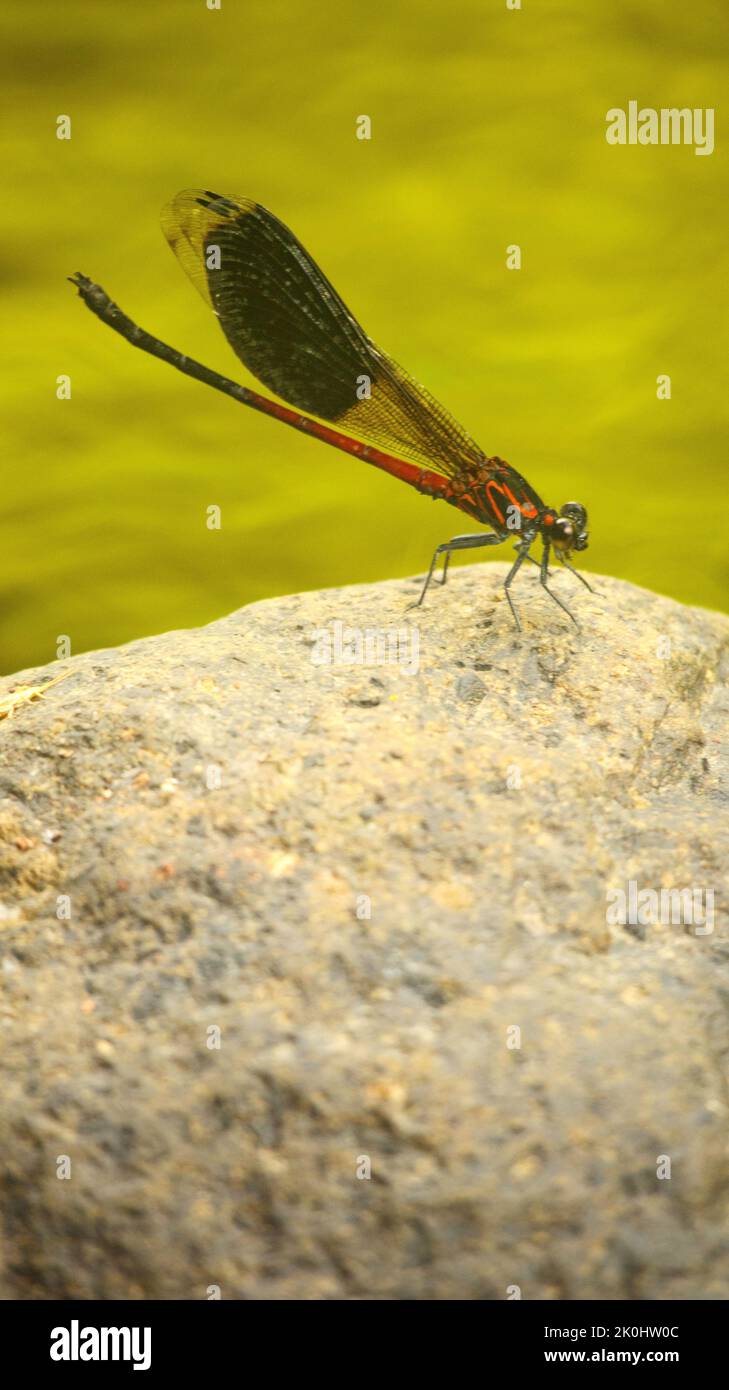 A damsel dragonfly on a rock in a river, vertical shot Stock Photo - Alamy