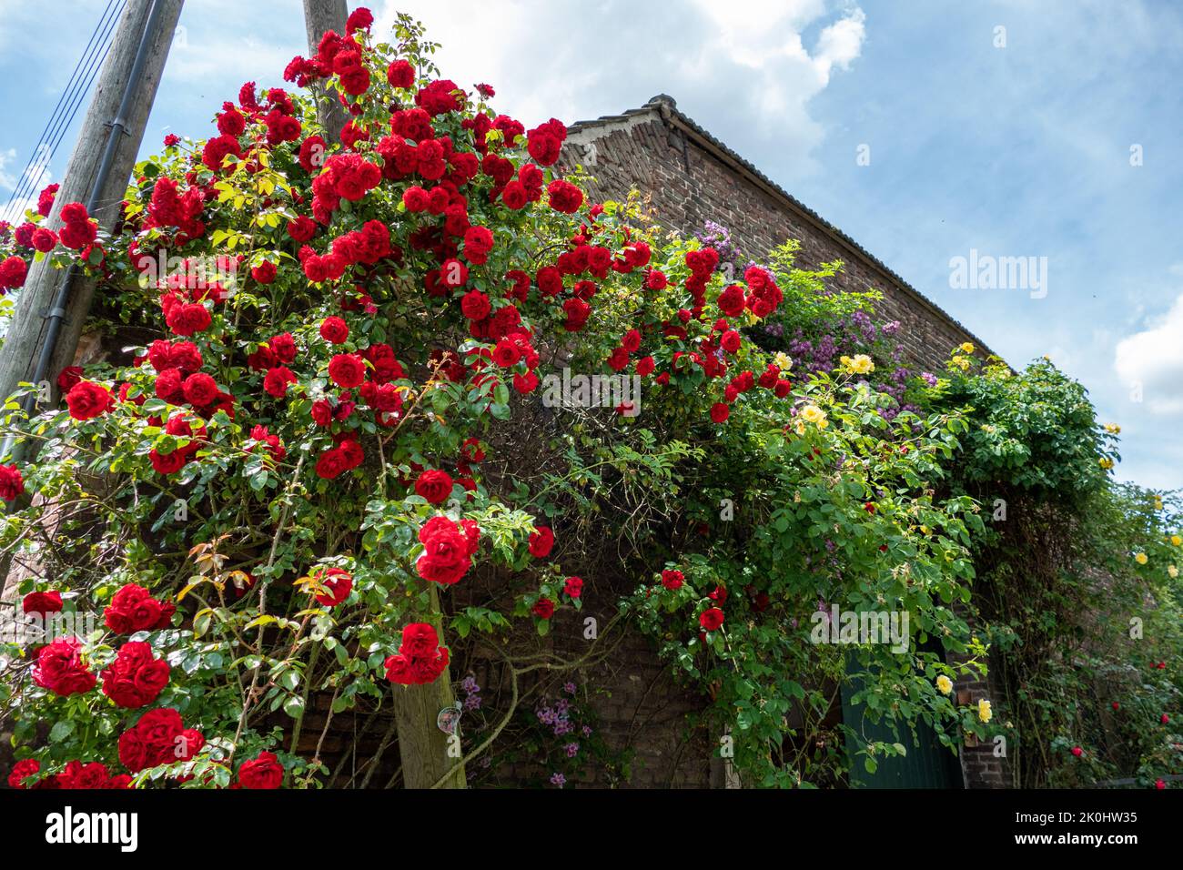 Beautiful Climbing red roses on the wall of a stone house , low angle ...