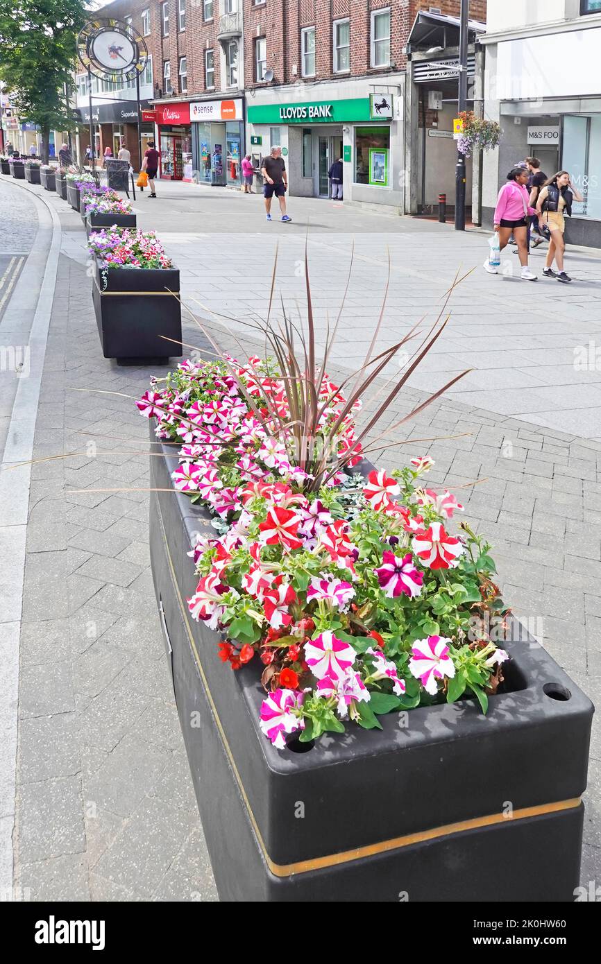Colourful summer flowers in long row of rectangular planter boxes ...