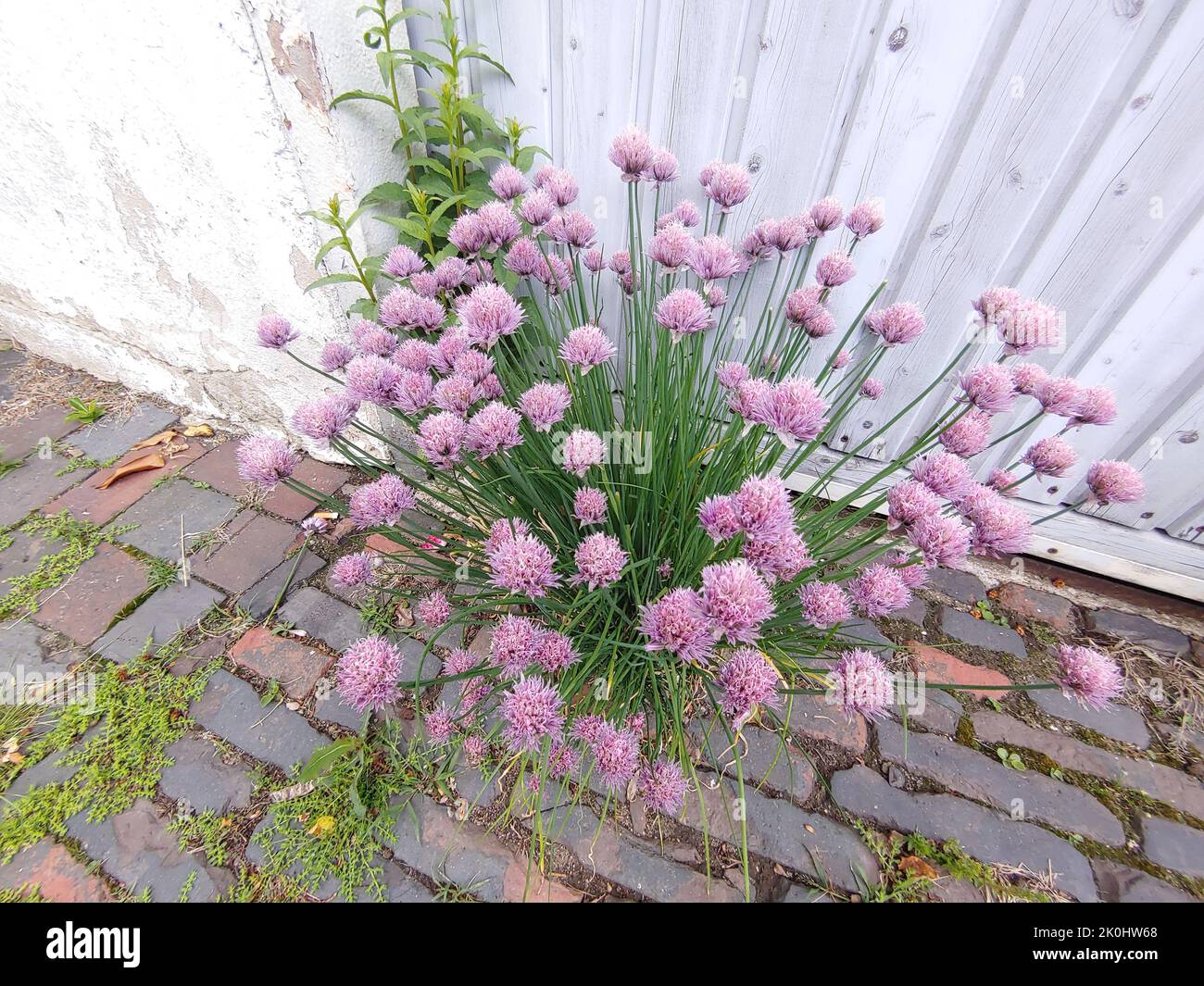 A closeup of pink chive flowers outdoors in Hildesheim, Lower Saxony ...