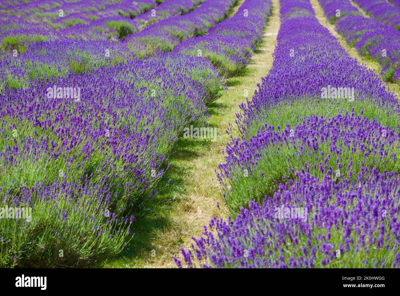 A beautiful scene of rows of lavender flowers at Mayfield Lavender Farm ...