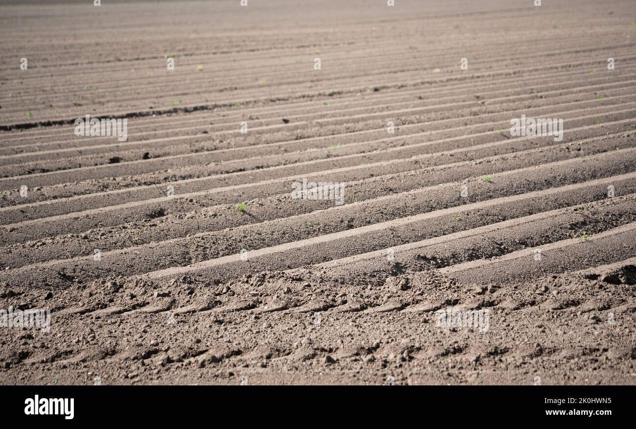 Growing potatoes. Field with ridges with potato planting. The soil in ...