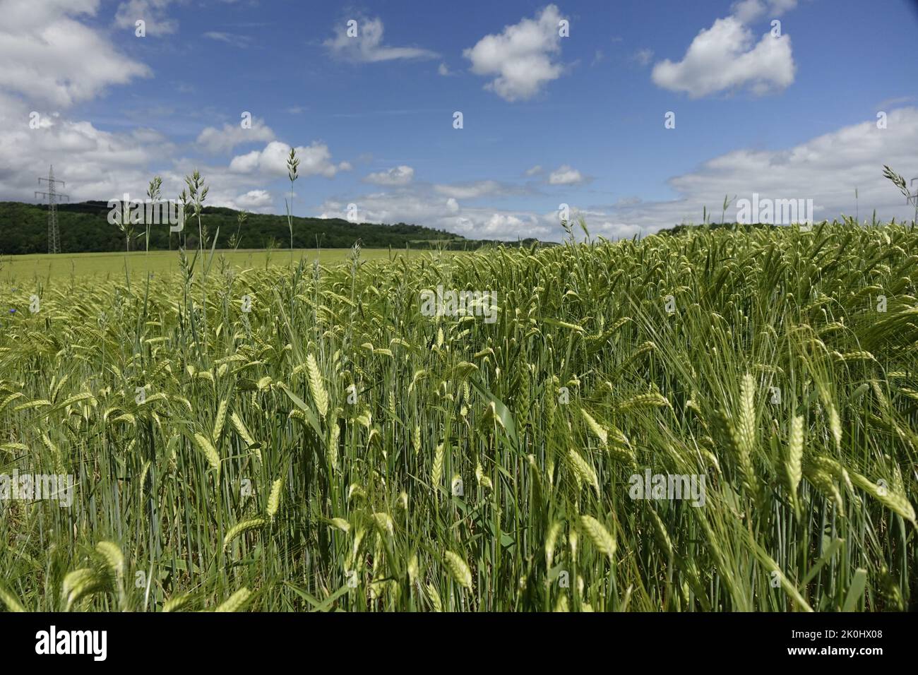 A scenic view of a green wheat field in sunlight in Korborn, Germany ...