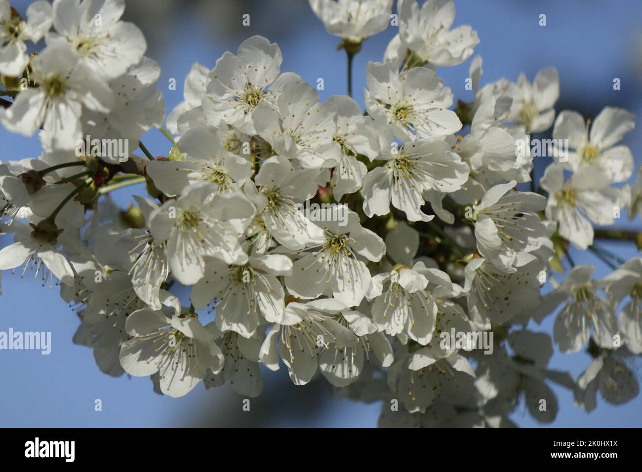 A closeup of white cherry flowers blooming on a tree branch in sunlight ...