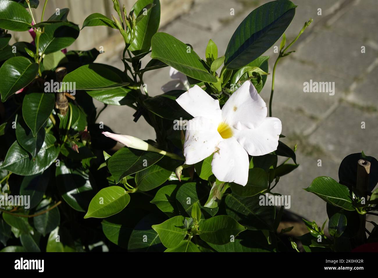 A white shining mandevilla flower growing in the garden Stock Photo - Alamy
