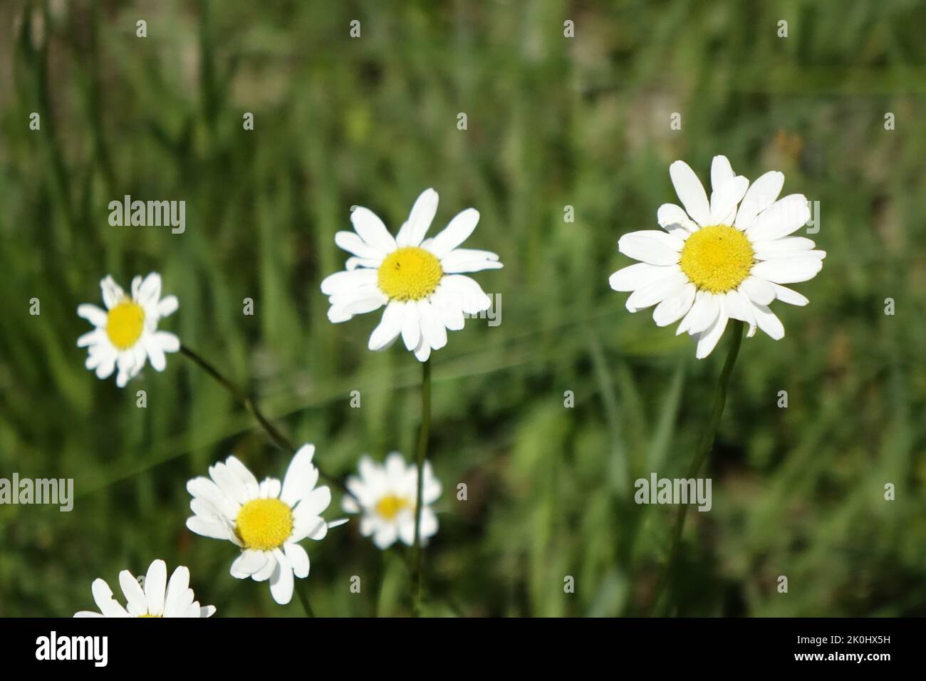 A closeup of daisy flowers growing in a green field in sunlight Stock ...
