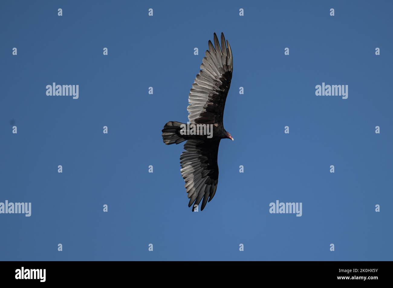 A closeup shot of the Phalacrocorax black bird flying in the sky Stock ...