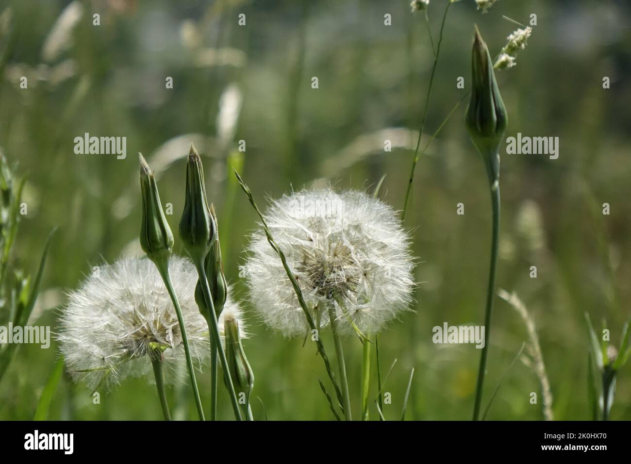 A dandelion flower plant with bokeh background Stock Photo - Alamy
