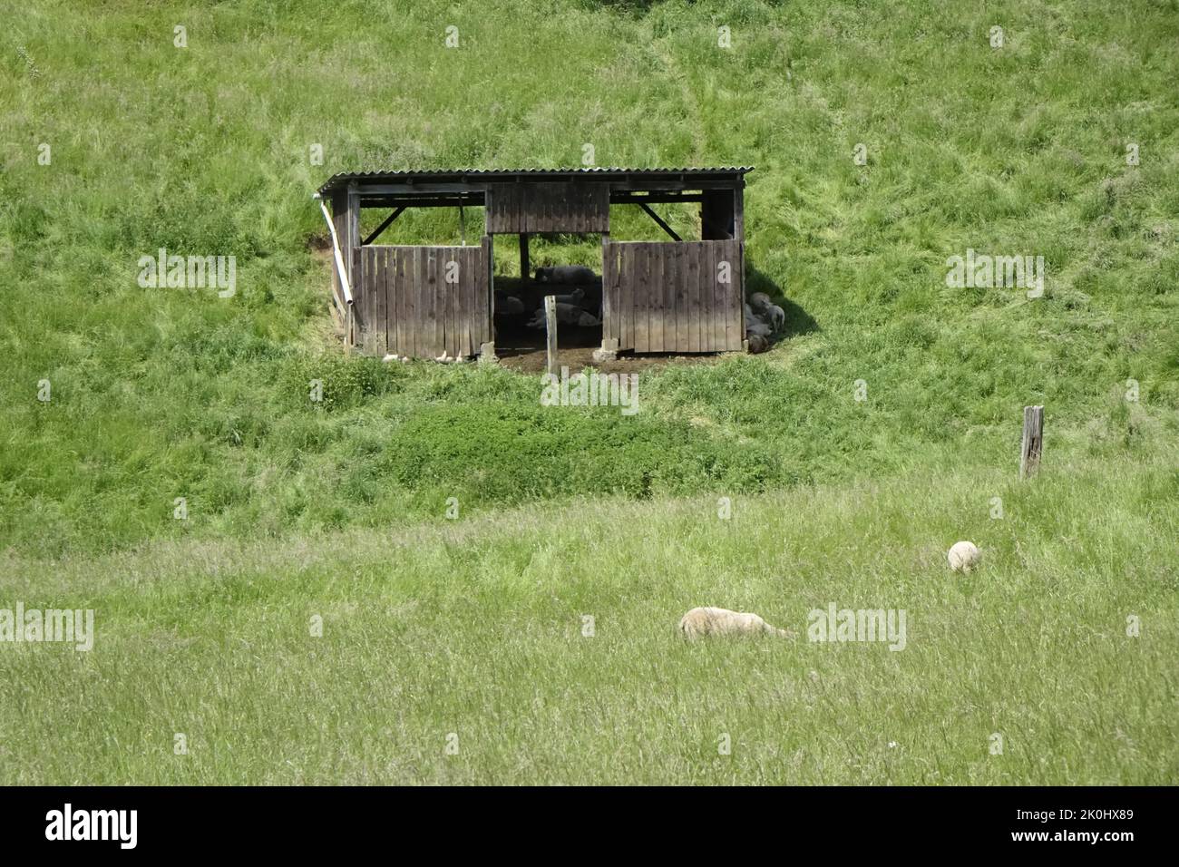 A small wooden cabin in the wide field with green grasses Stock Photo ...