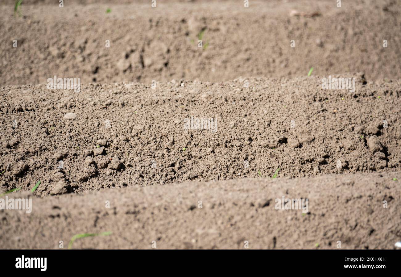 Growing potatoes. Field with ridges with potato planting. The soil in ...