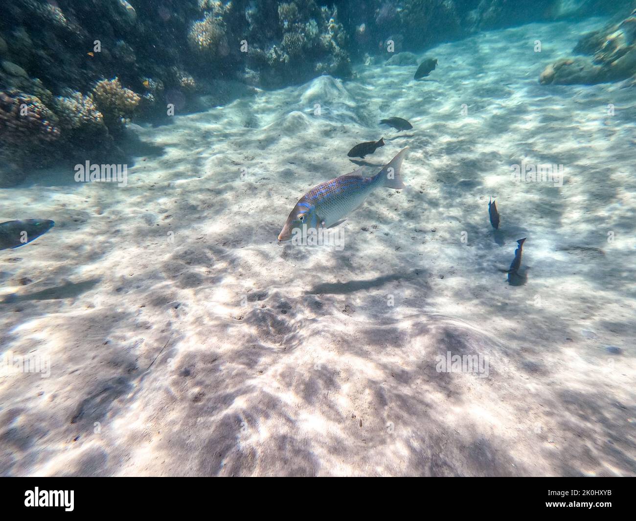 Tropical Spangled Emperor fish known as Lethrinus Nebulosus underwater ...