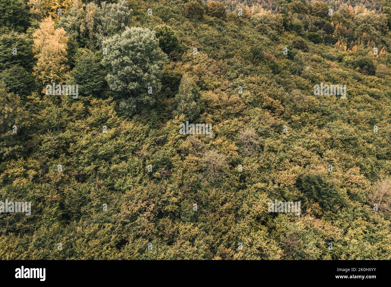 Top-down aerial view over the dense forest. It has a textured natural ...
