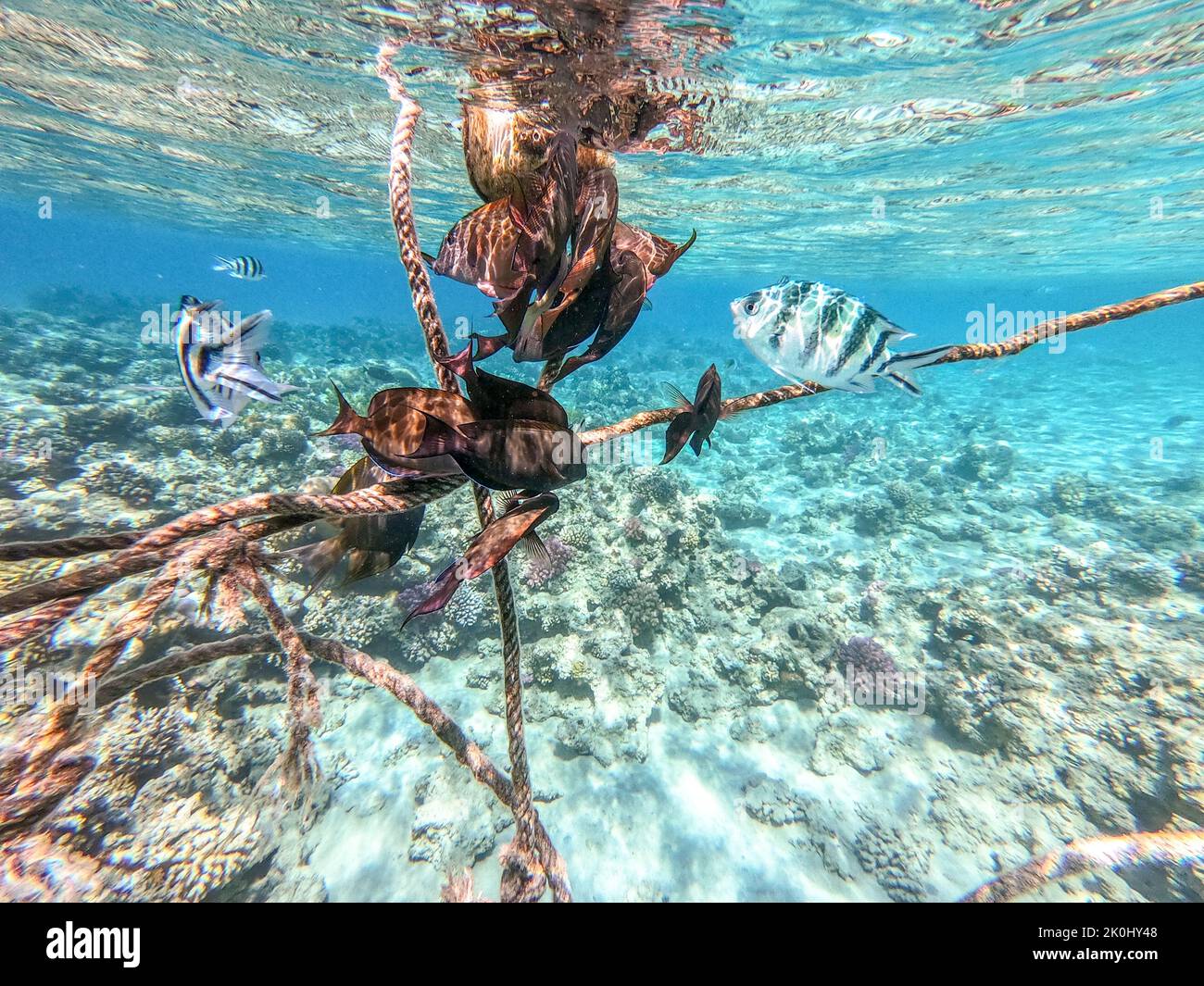 Tropical sailfin tang or Desjardin's sailfin tang known as Zebrasoma ...