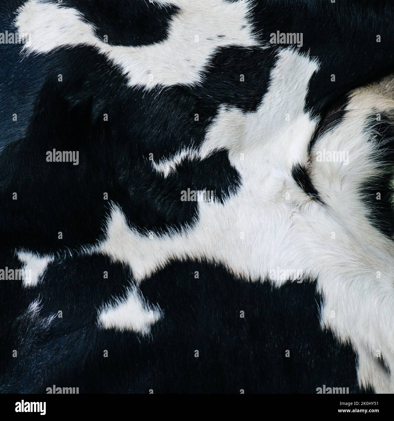 Natural cow pattern spots background hi-res stock photography and ...