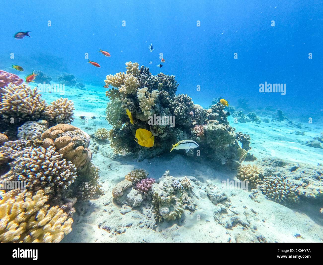 Tropical Bluecheek butterflyfish known as Chaetodon semilarvatus ...