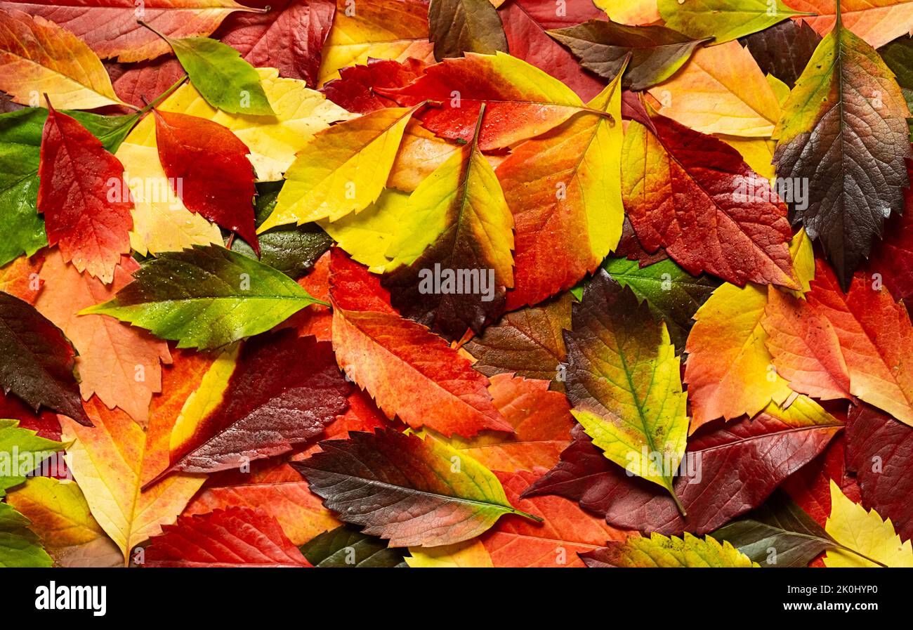 Wet autumn coloured leaves background. Fall leaves with raindrop Stock ...