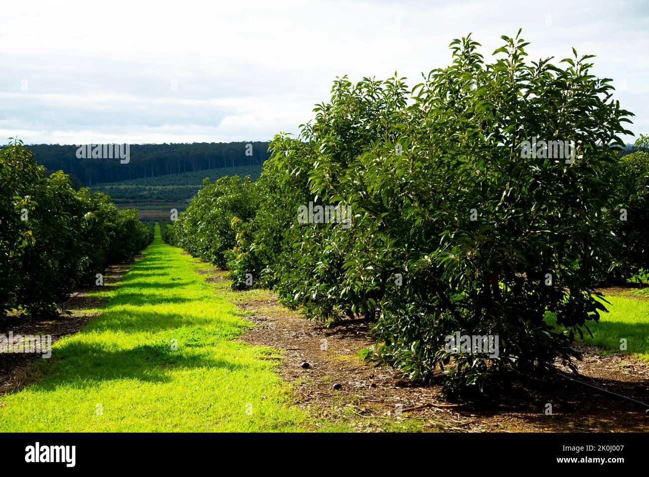 Organic Avocado Plantation - Western Australia Stock Photo - Alamy