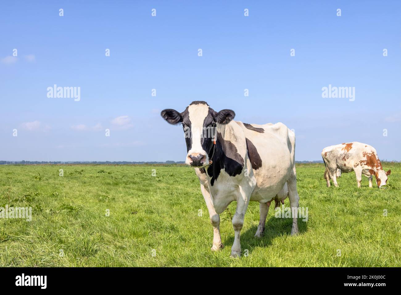 Cow black and white, copy space, looking at the camera standing in a ...