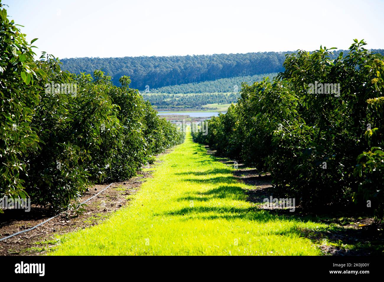 Organic Avocado Plantation - Western Australia Stock Photo - Alamy