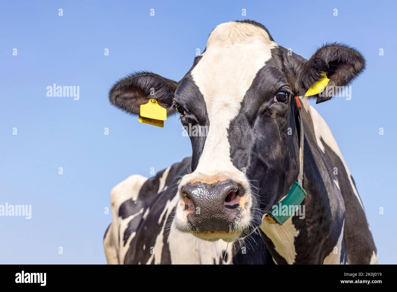 Mature cow cute friendly, portrait of a calm bovine, looking, close ...
