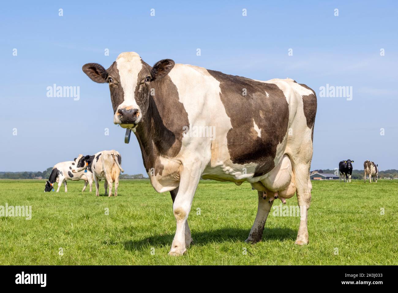 One cow brown and white, large udder, standing on green grass in a ...