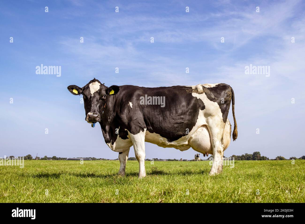 Solid cow grazing standing black white dairy in a field, large udder ...