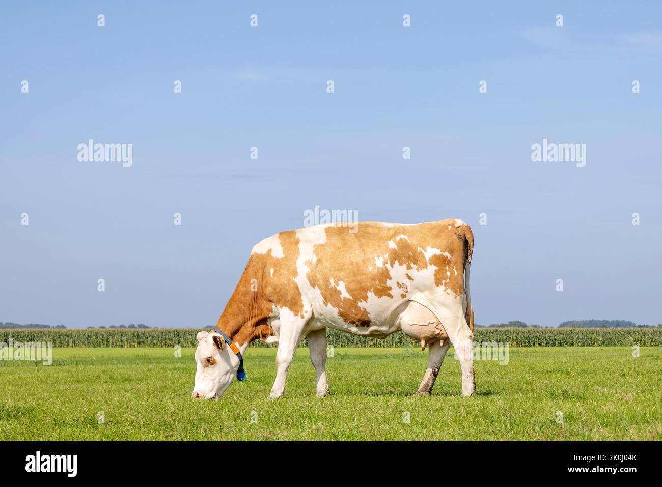 Dairy cow grazing in a meadow, pale red, pink large udder fully in ...