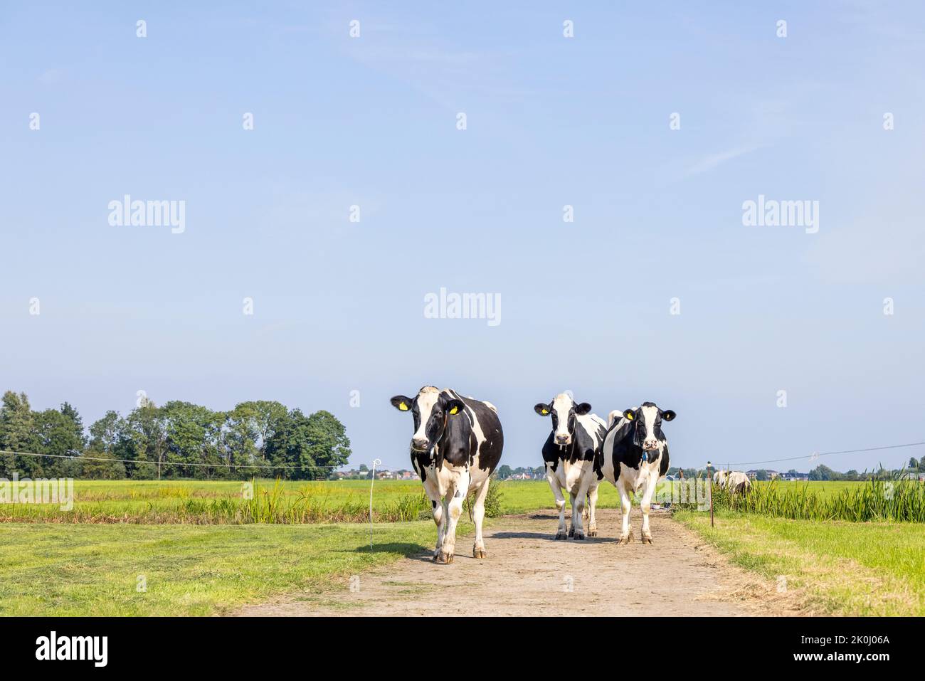 Three cows on a path in a pasture, black white, walking towards ...