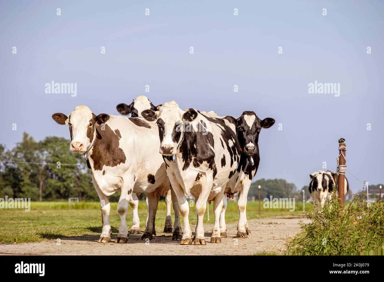 Playful cows in a group of four, bunch in a green field blue sky, close ...