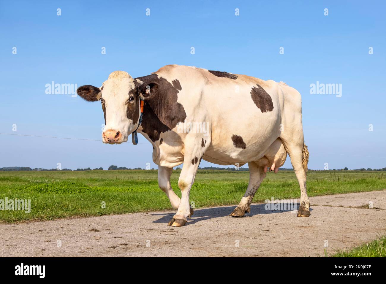 Milked a cow hi-res stock photography and images - Alamy