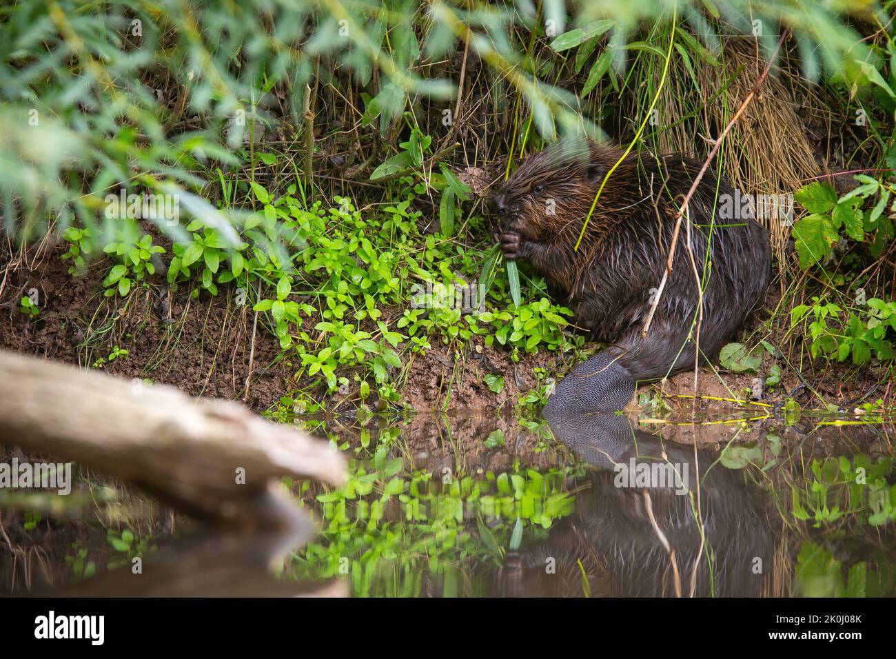 Beaver sitting hi-res stock photography and images - Alamy