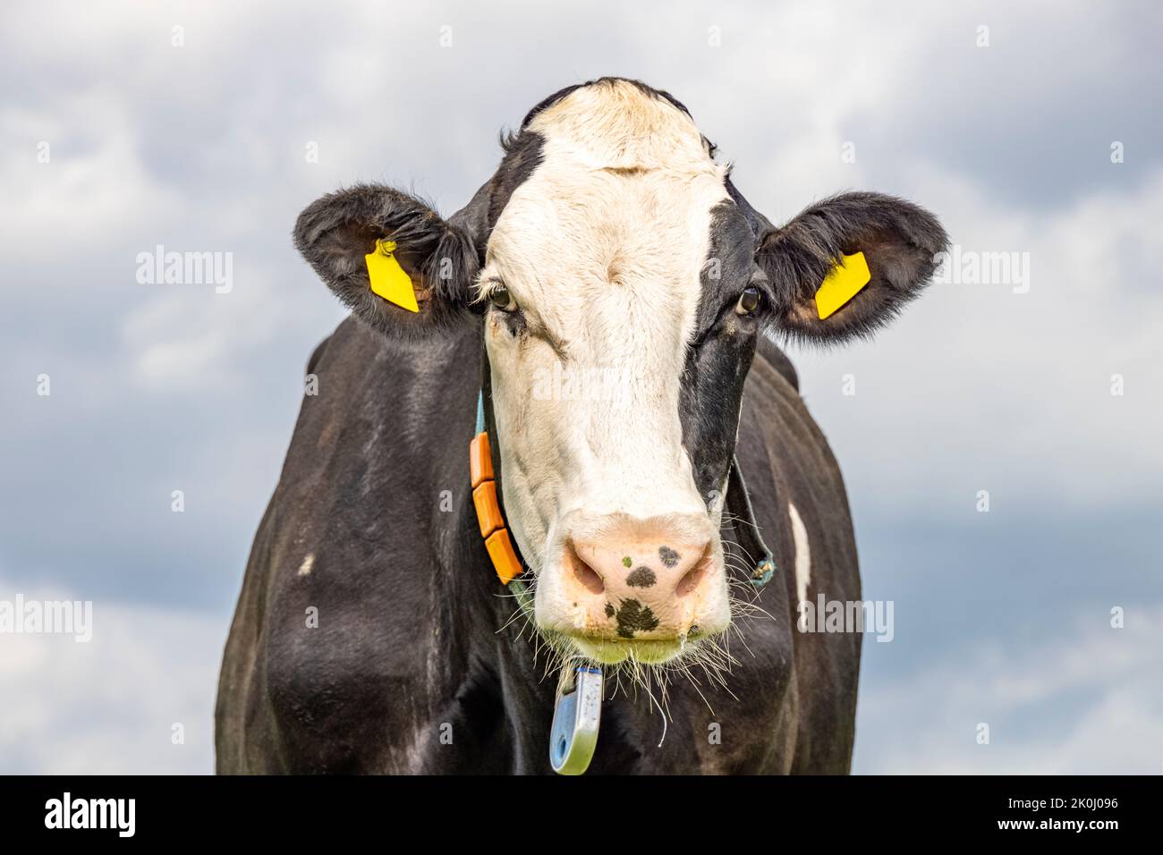 Cute cow, black and white looking friendly, portrait of a mature and ...